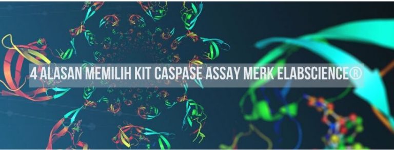 4 Alasan Memilih Kit Caspase Assay Merk Elabscience® - PT Indogen Intertama