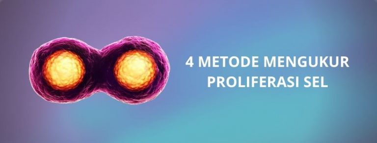 4 Metode Mengukur Proliferasi Sel - PT Indogen Intertama