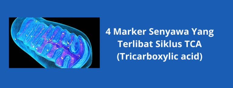 4 Marker Senyawa Yang Terlibat Siklus TCA (Tricarboxylic acid) - PT ...