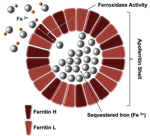 Pemeriksaan Ferritin sebagai Salah satu Indikasi Anemia - PT Indogen ...
