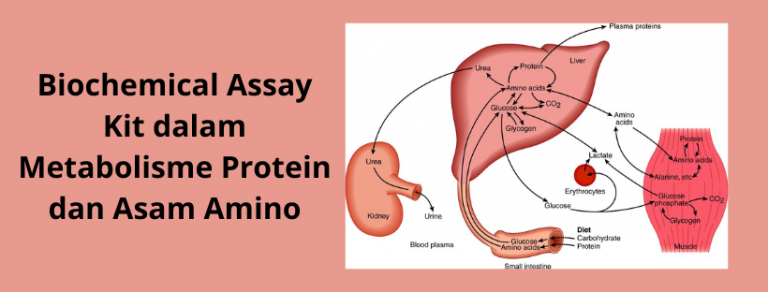 Biochemical Assay Kit dalam Metabolisme Protein dan Asam Amino - PT ...