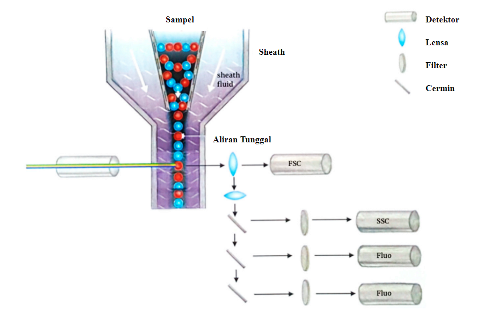Introduksi Flow Cytometer dan Prinsip Kerjanya - PT Indogen Intertama