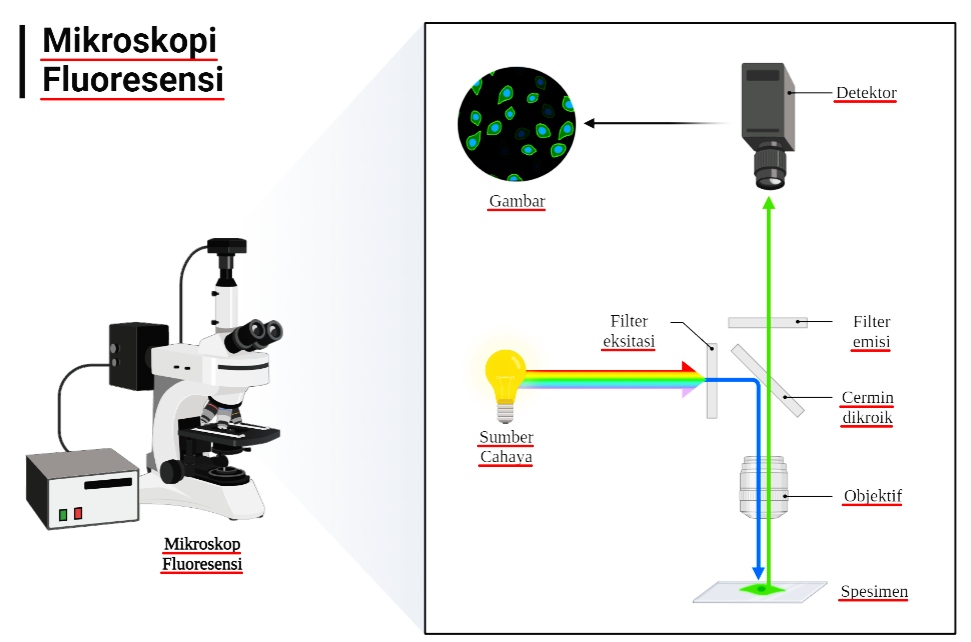 Mengenal Praktek dan Prosedur Teknik Imunofluoresensi (IF) - PT Indogen ...