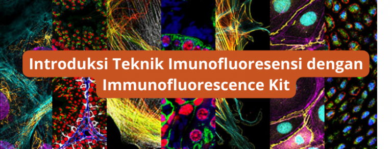 Introduksi Teknik Imunofluoresensi dengan Immunofluorescence Kit - PT ...
