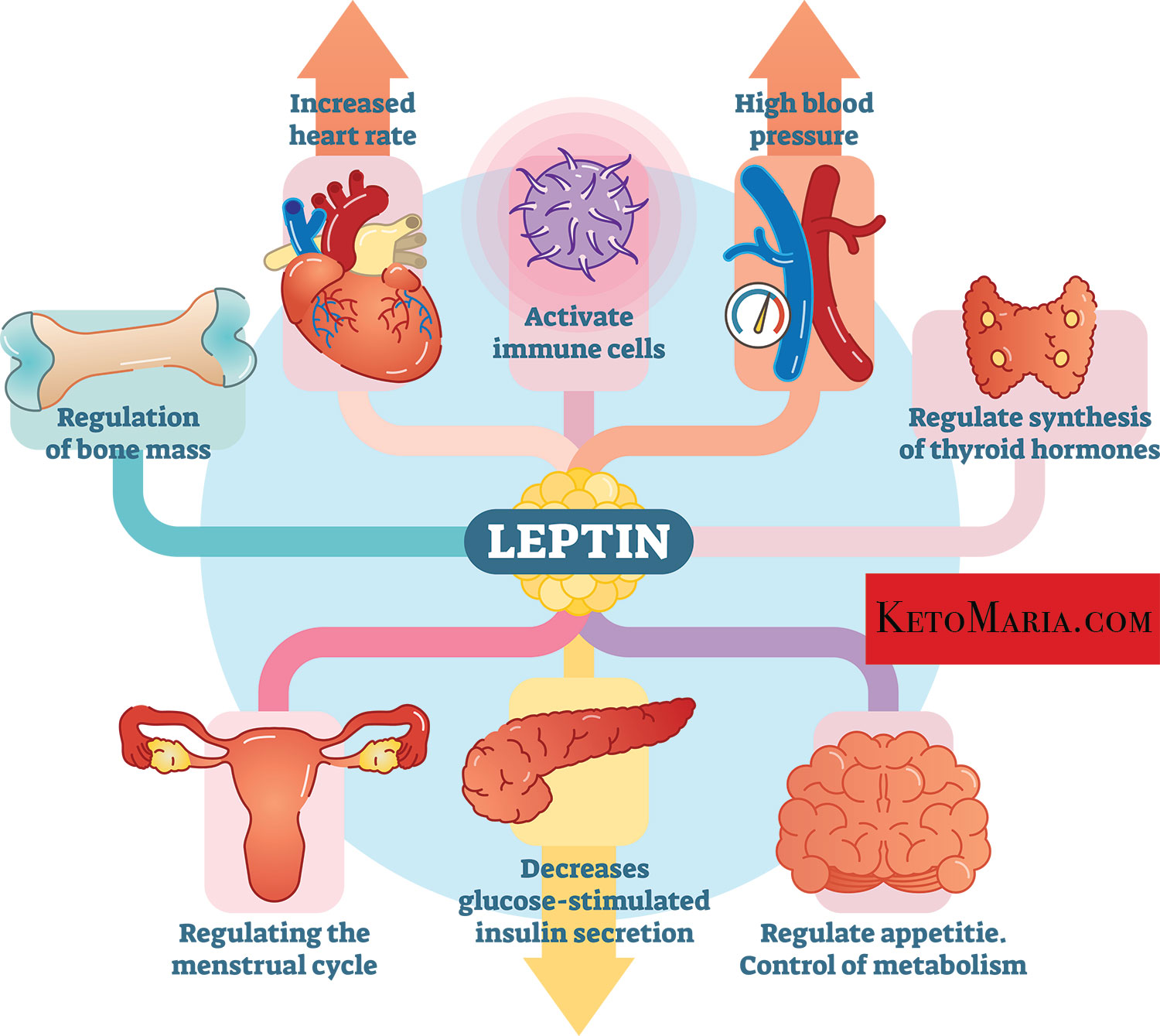 Deteksi Leptin dengan ELISA Kit dari Elabscience - PT Indogen Intertama