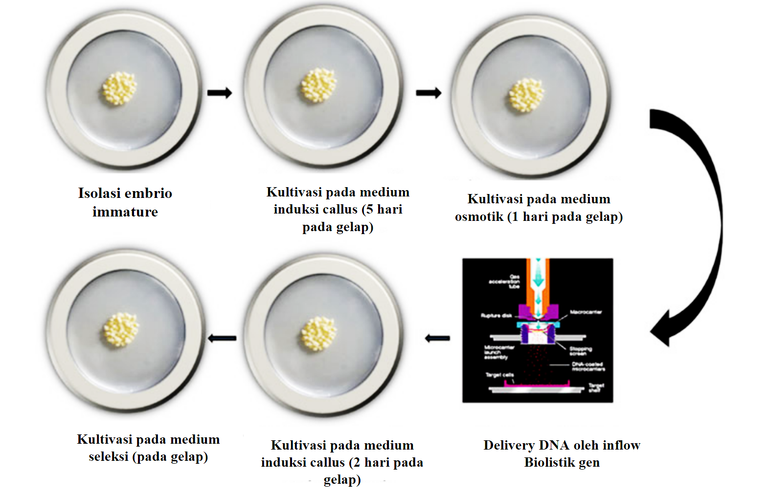 Teknik Transformasi Genetik pada Tanaman Bagian 2: Transformasi ...