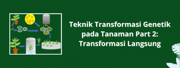 Teknik Transformasi Genetik pada Tanaman Bagian 2: Transformasi ...