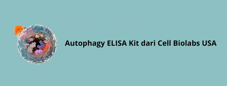 Autophagy ELISA Kit dari Cell Biolabs USA - PT Indogen Intertama