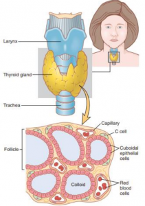 Apa itu Hormon Tiroid? Pahami Pemeriksaan Hormon Thyroid dengan Teknik ...