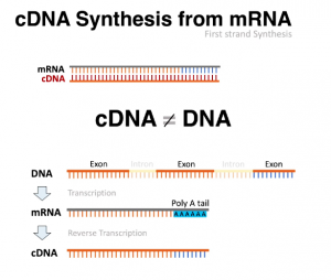Prosedur RT-qPCR untuk Analisis Ekspresi Gen pada Bakteri - PT Indogen Intertama