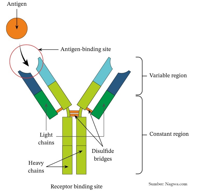 Antibodi Netralisasi Anti-SARS-CoV2 dari Elabscience - PT Indogen Intertama