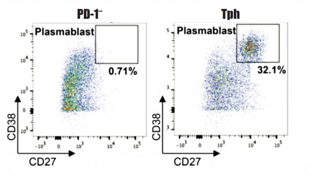 Isolasi dan Identifikasi Sel T Helper Perifer (Tph) dengan ...