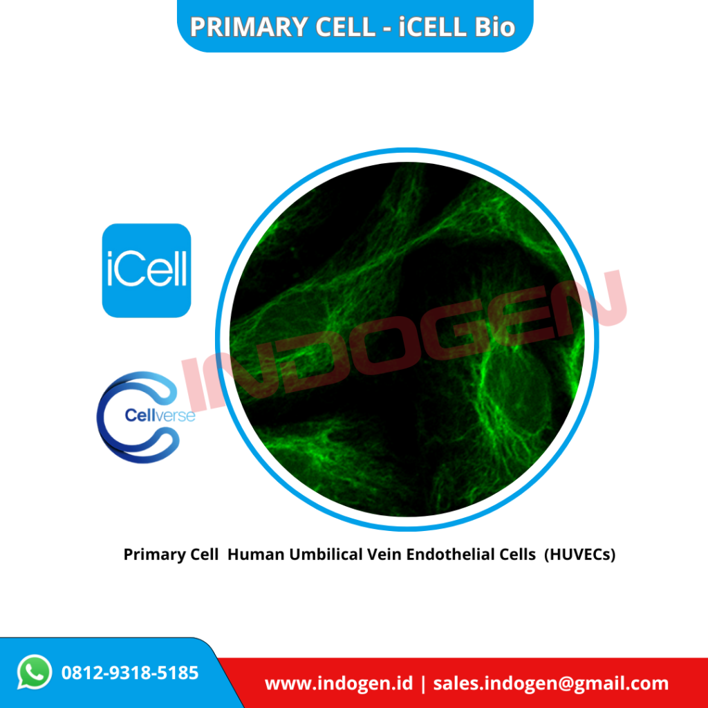 Perbedaan Cell Line dan Sel Primer : Cell Lines vs. Primary Cells - PT ...