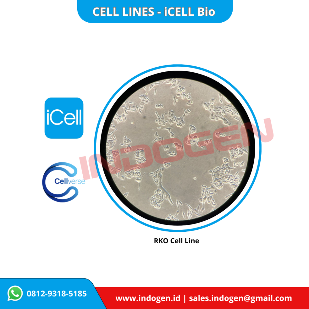 Perbedaan Cell Line dan Sel Primer : Cell Lines vs. Primary Cells - PT ...