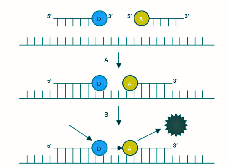 Mengenal Berbagai Prinsip Metode Polymerase Chain Reaction (PCR) dengan ...
