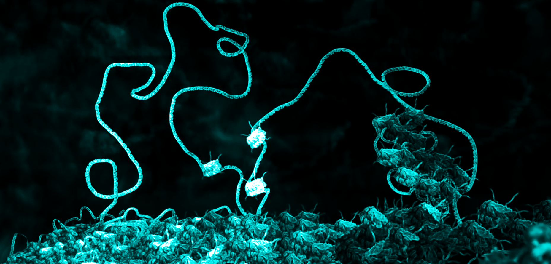 Mengenal Implikasi Metilasi DNA pada Kanker dengan PCR-based ...