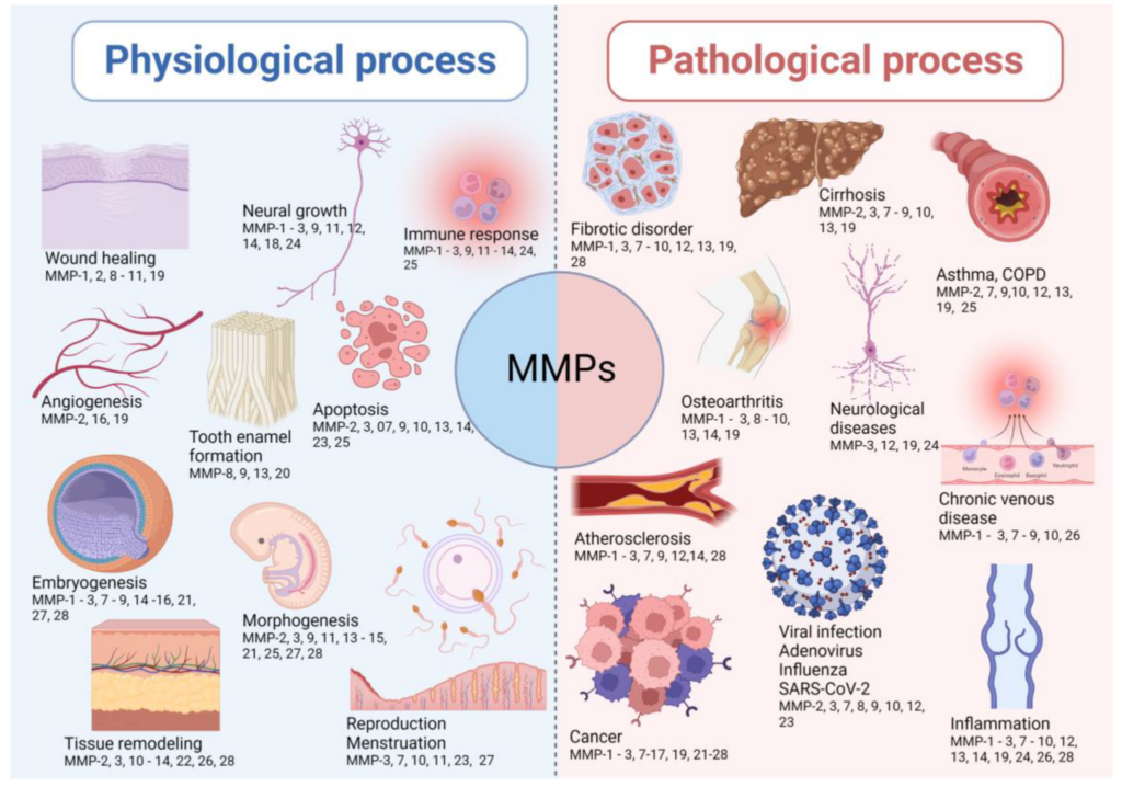 Deteksi Matriks Metalloproteinase (MMP Family) dengan Metode ELISA - PT Indogen Intertama