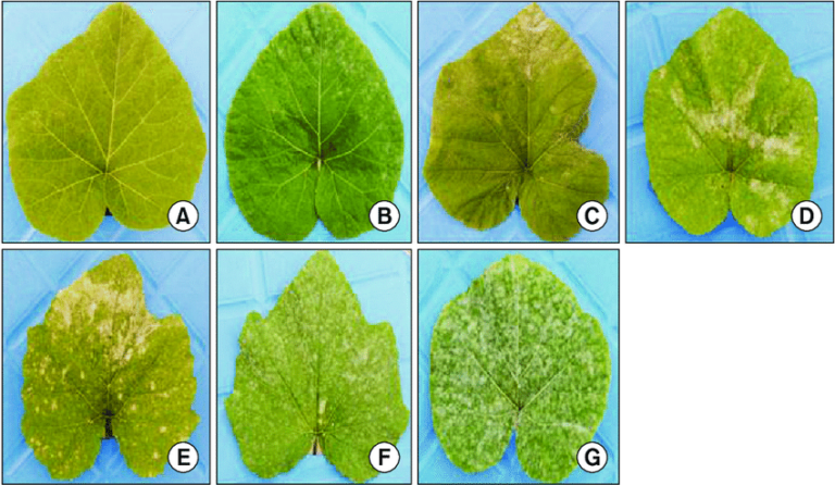 Jenis-Jenis Penyakit Tanaman Pertanian dan Pendeteksian dengan Produk ...